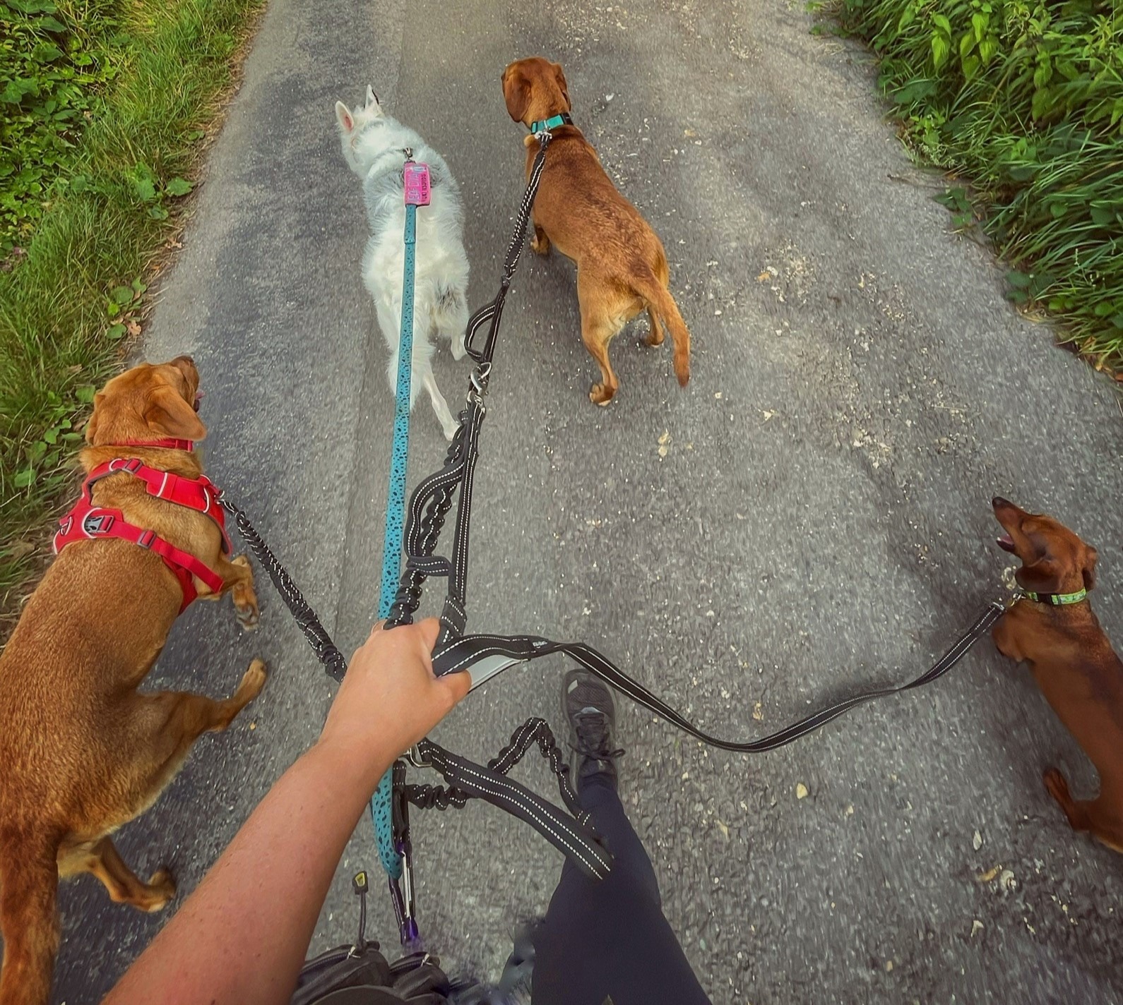 How Much Is Dog Walking Per Hour Uk